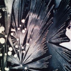 Reinke-Kristall - DocCheck Flexikon