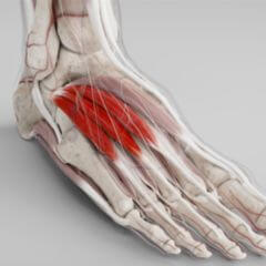 Musculus extensor digitorum brevis - DocCheck Flexikon
