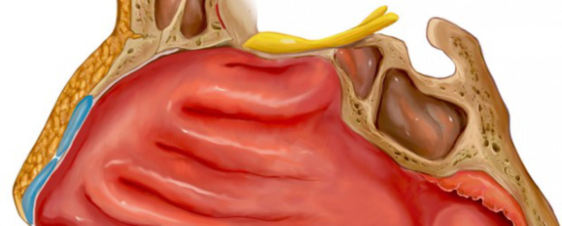 Die Nase – Anatomie und Histologie des menschlichen Riechorgans - DocCheck