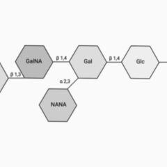 Gangliosid - DocCheck Flexikon