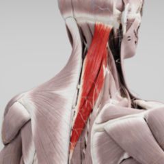 Musculus splenius - DocCheck Flexikon