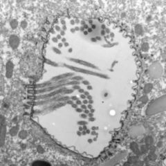 Vestibulum - DocCheck Flexikon