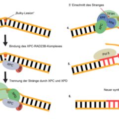 Nukleotid-Exzisionsreparatur - DocCheck Flexikon