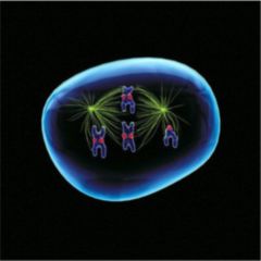 Zelle - DocCheck Flexikon