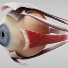 Musculus rectus medialis - DocCheck Flexikon