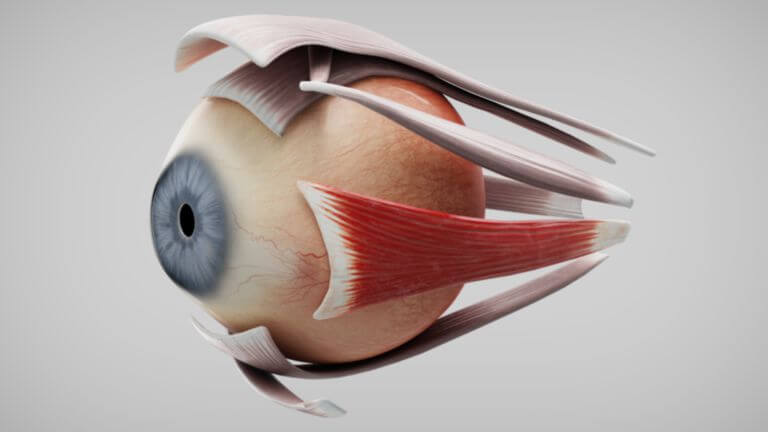 Musculus rectus medialis - DocCheck