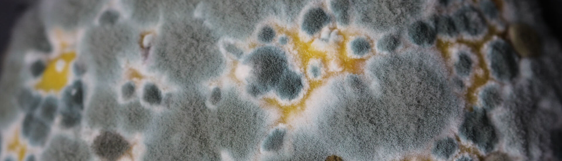 Fungi In The House! - DocCheck