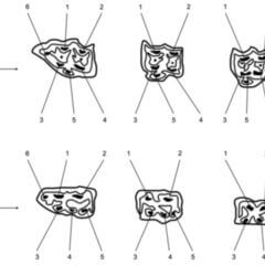 Backenzahn (Pferd) - DocCheck Flexikon