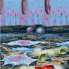 Epithelzelle - DocCheck Flexikon