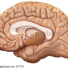 Commissura grisea - DocCheck Flexikon