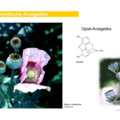 Opiat - DocCheck Flexikon