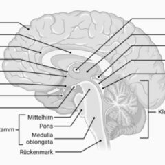Hypothalamus - DocCheck Flexikon