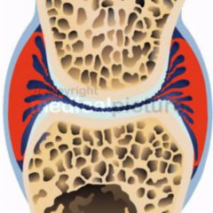 Synovialis - DocCheck Flexikon