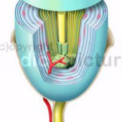 Vater-Pacini-Körperchen - DocCheck Flexikon
