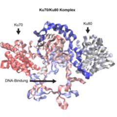 Ku70/Ku80-Komplex - DocCheck Flexikon