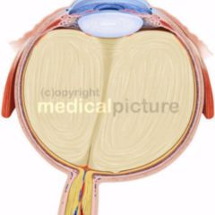 Bulbus - DocCheck Flexikon