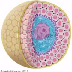Eizelle - DocCheck Flexikon