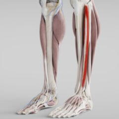 Musculus extensor digitorum longus - DocCheck Flexikon