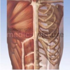 Rippenprellung - DocCheck Flexikon