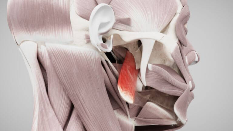 Musculus pterygoideus internus - DocCheck