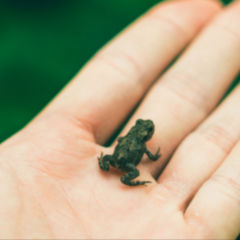 Morbus Still des Erwachsenen - DocCheck Flexikon