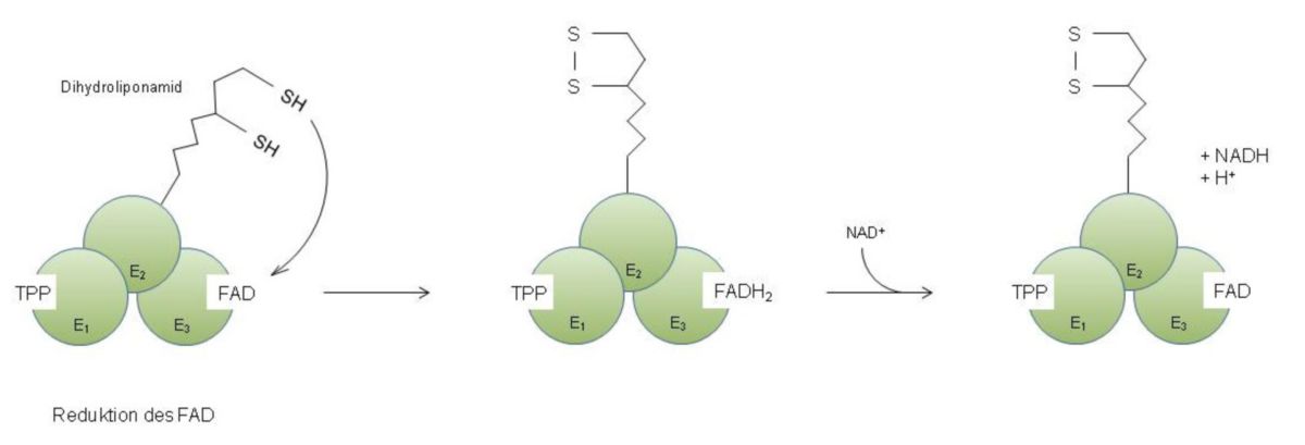 Pyruvatdehydrogenase - DocCheck Flexikon
