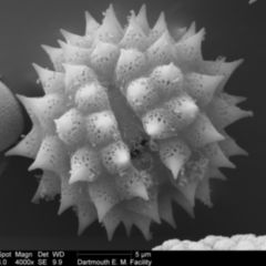 Internodium (Botanik) - DocCheck Flexikon