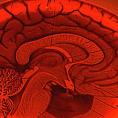 Stria terminalis - DocCheck Flexikon