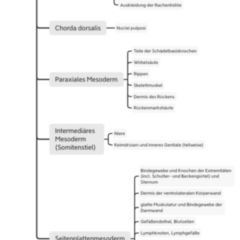 Mesoderm - DocCheck Flexikon
