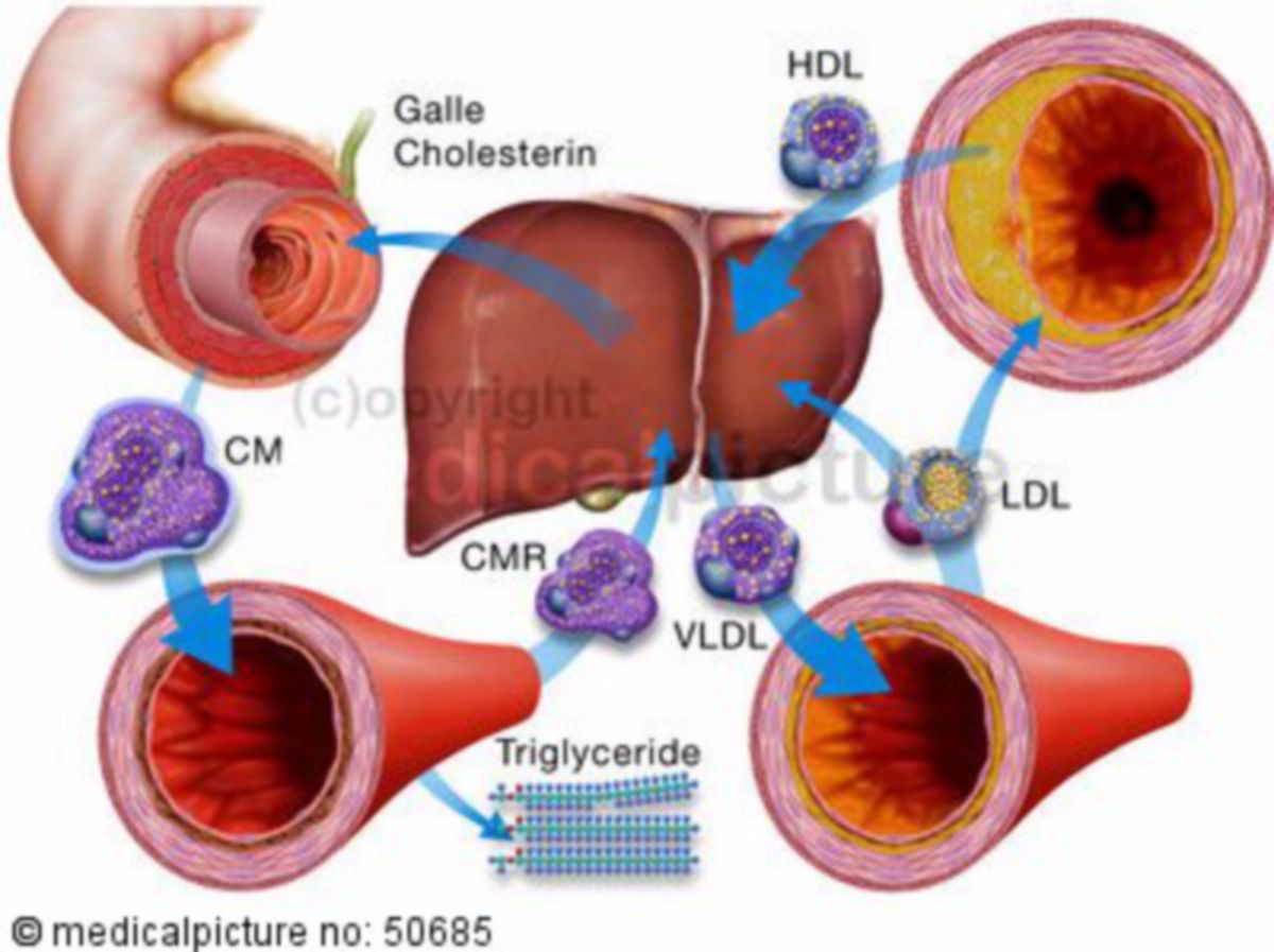 Cholesterin - DocCheck Flexikon
