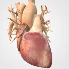 Arterielle Hypertonie - DocCheck Flexikon