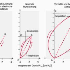 Atmung - DocCheck Flexikon