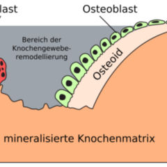Knochenstoffwechsel - DocCheck Flexikon