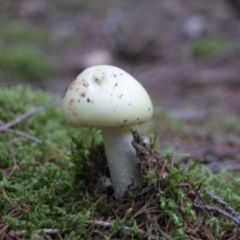 Amanita phalloides - DocCheck Flexikon