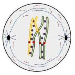 Meiose - DocCheck Flexikon