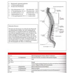 Dermatom - DocCheck Flexikon
