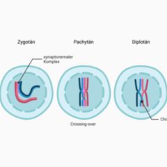 Synaptischer Komplex - DocCheck Flexikon