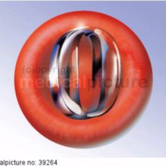 AB0-System - DocCheck Flexikon