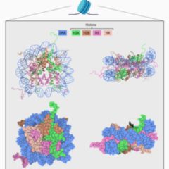 Histon H3 - DocCheck Flexikon