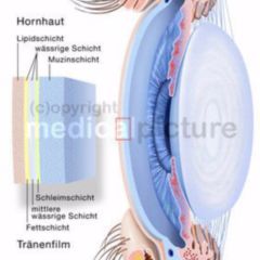 Akkommodation (Auge) - DocCheck Flexikon