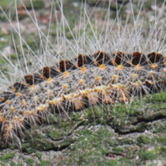 Gottron-Papeln - DocCheck Flexikon