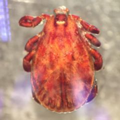 Kaudal - DocCheck Flexikon