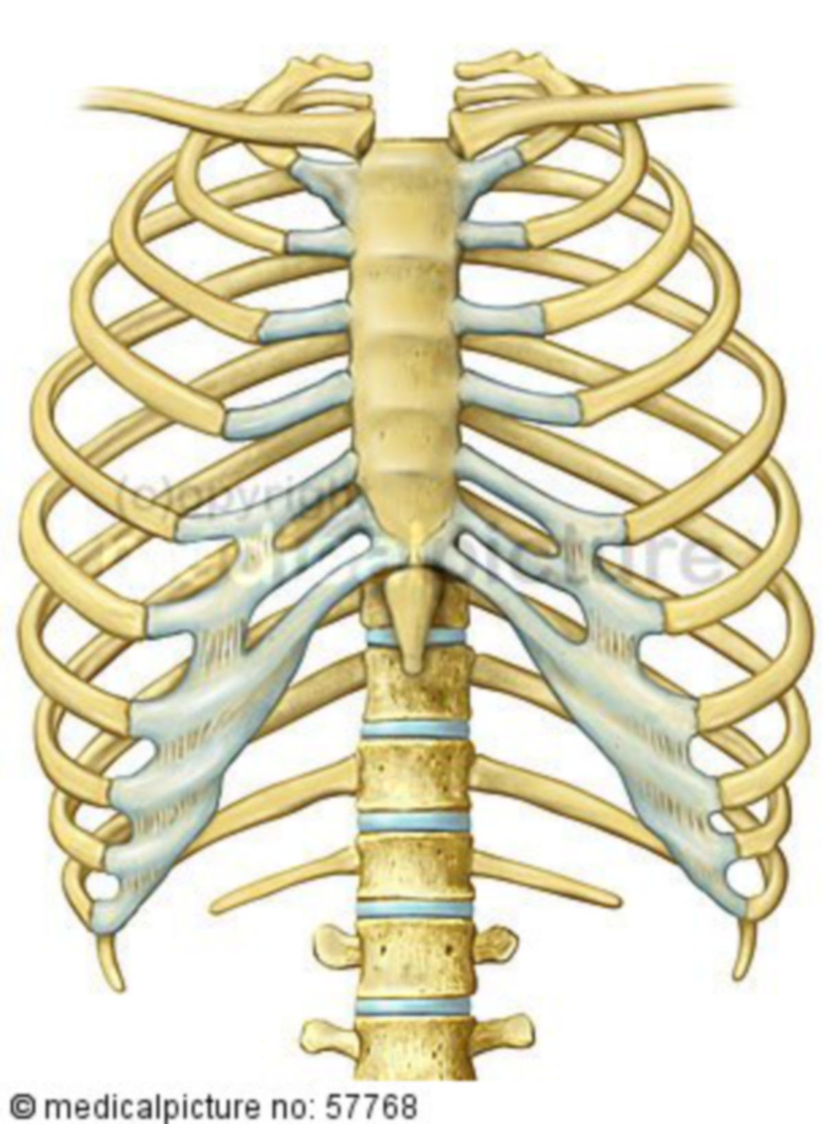 Anatomische Illustrationen - Brustkorb - DocCheck