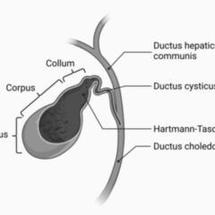Uterus Bicornis Doccheck Pictures