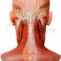 Hals - DocCheck Flexikon