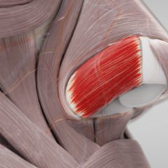 Musculus dilator naris anterior - DocCheck Flexikon