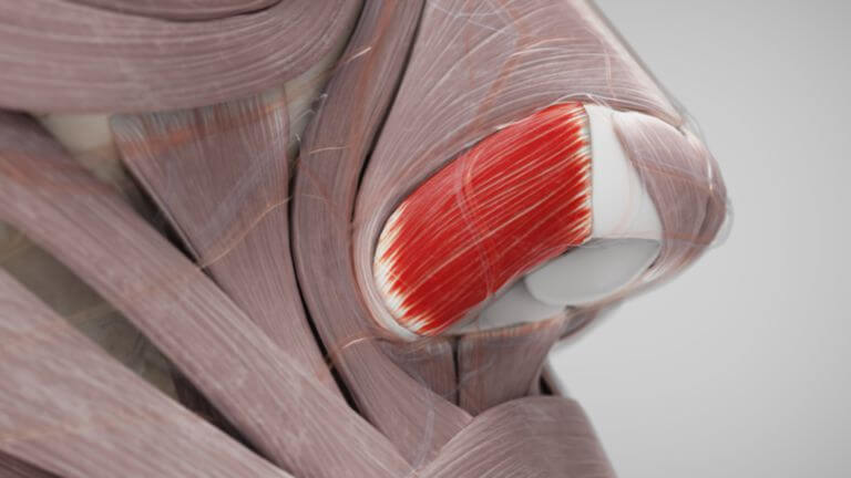 Musculus dilator naris anterior - DocCheck