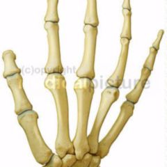 Knochen - DocCheck Flexikon