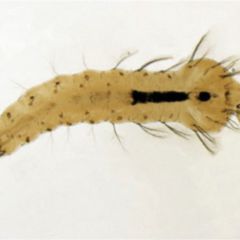 Larva migrans cutanea - DocCheck Flexikon
