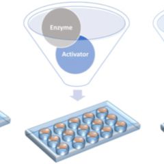AMP-abhängige Kinase - DocCheck Flexikon
